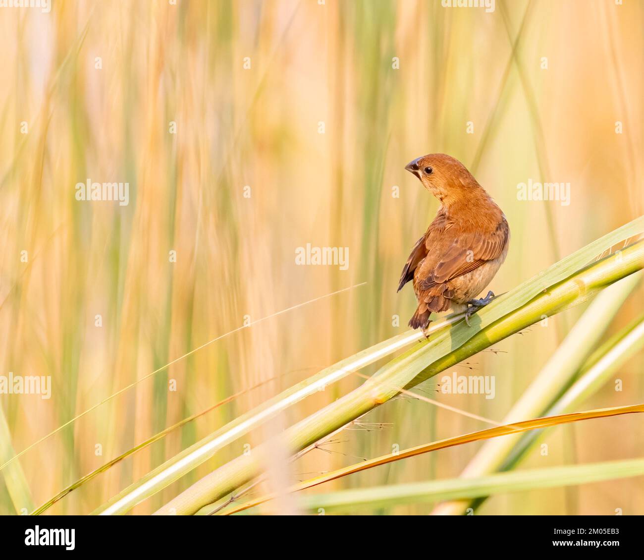 Ravenous looking bird hi-res stock photography and images - Alamy
