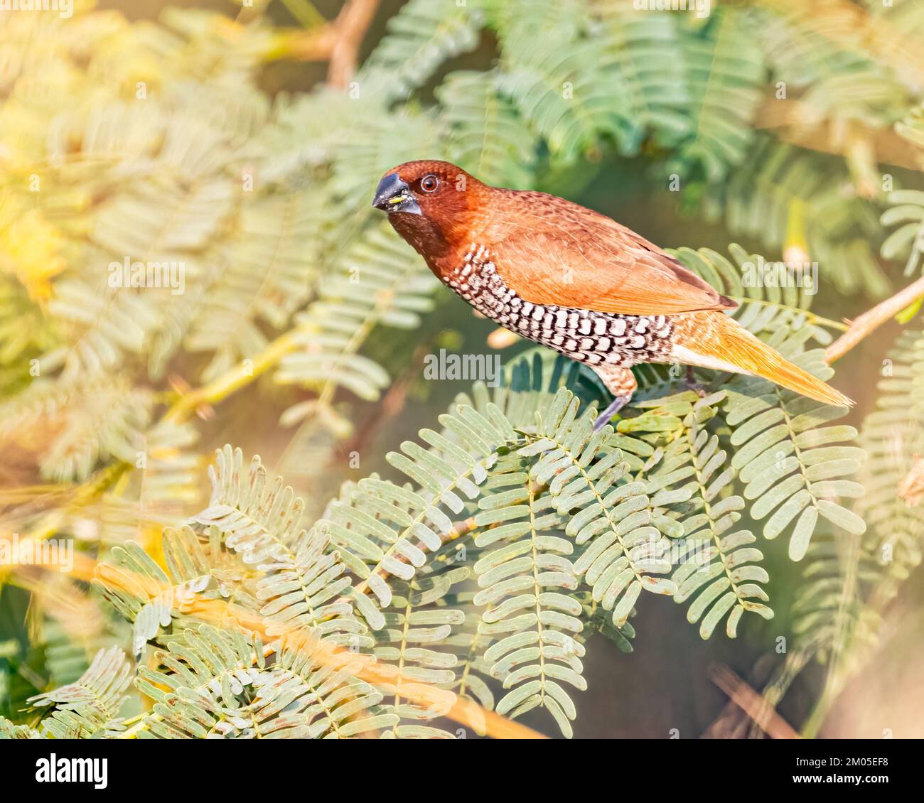 Scally breasted hi-res stock photography and images - Alamy