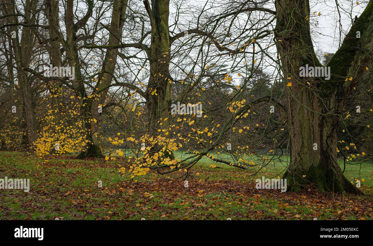 Nowton Park in Bury St. Edmunds, Suffolk. Colourful, autumnal trees ...