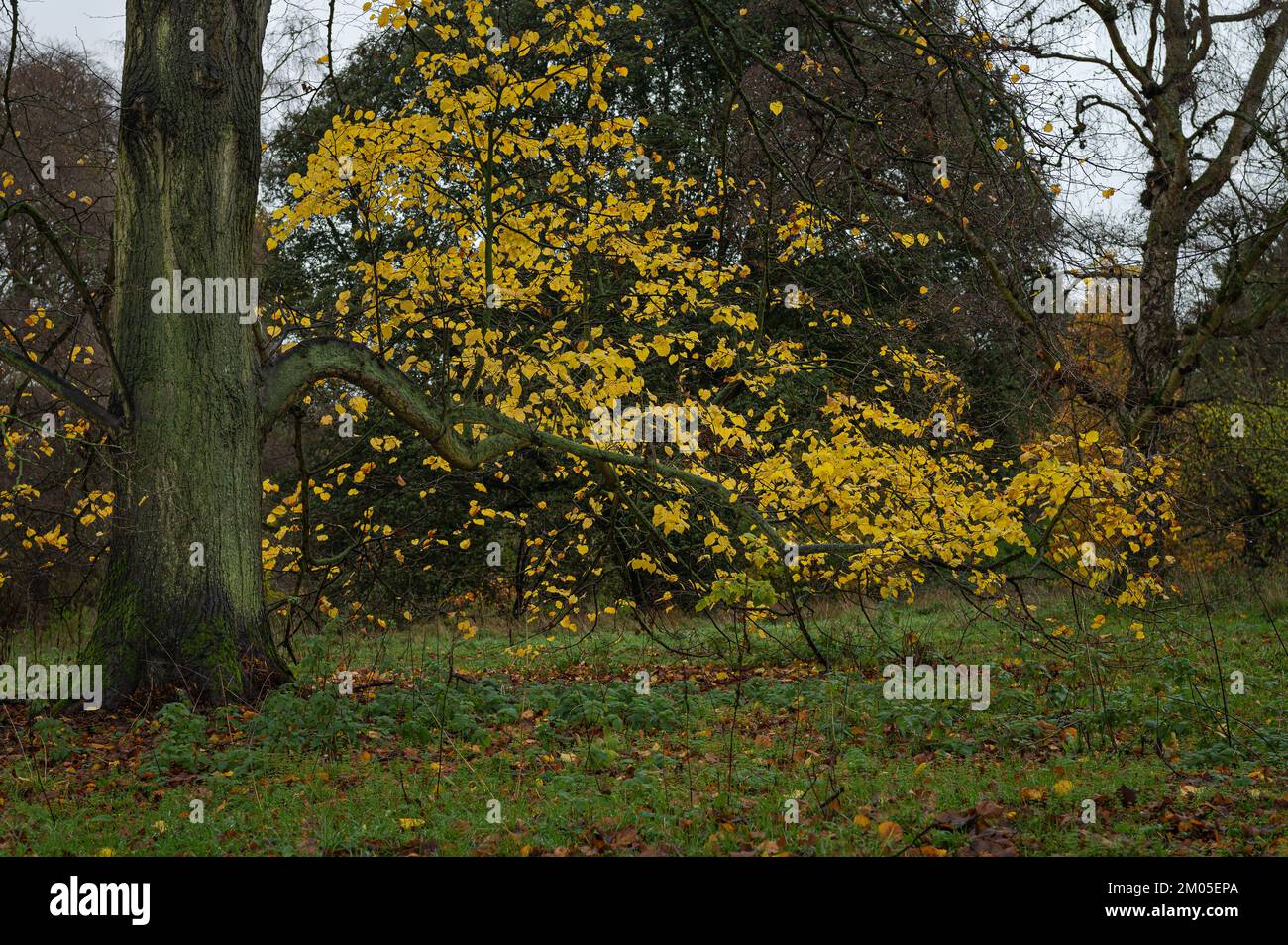 Nowton Park in Bury St. Edmunds, Suffolk. Colourful, autumnal trees ...