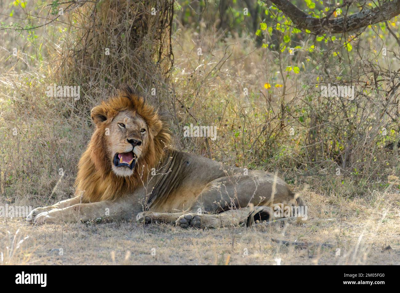 IMAGE OF A GOOD SIZE MALE LION WITH GOLDEN HAIR, TAKEN IN SERENGETI, IN ...
