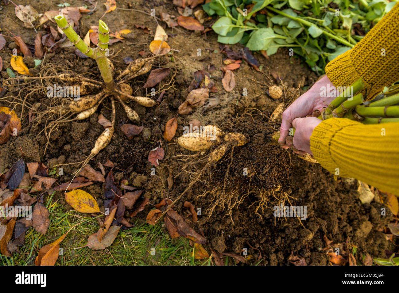 Woman digging up dahlia plant tubers, cleaning and preparing them for ...