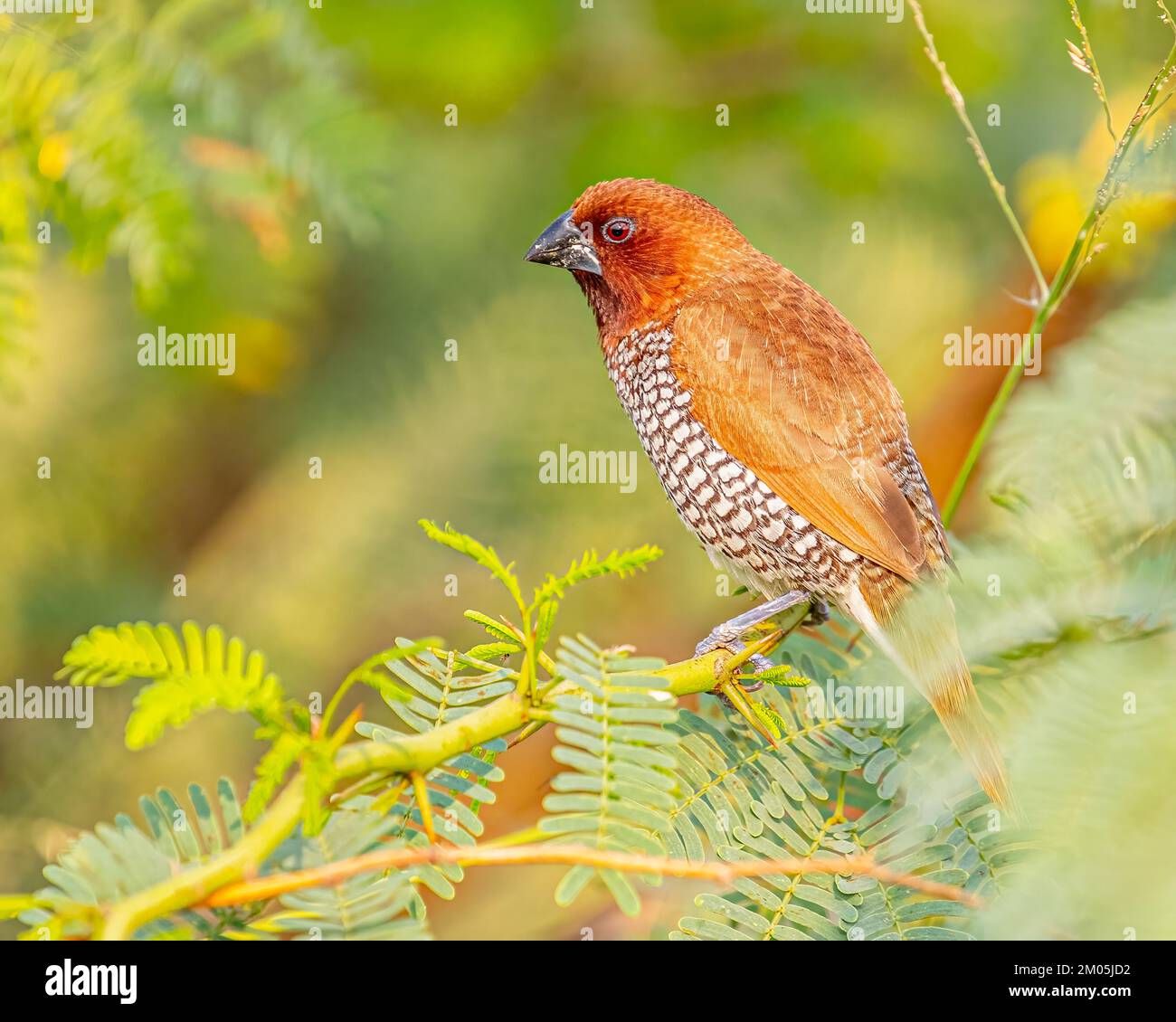 Scally munia hi-res stock photography and images - Alamy