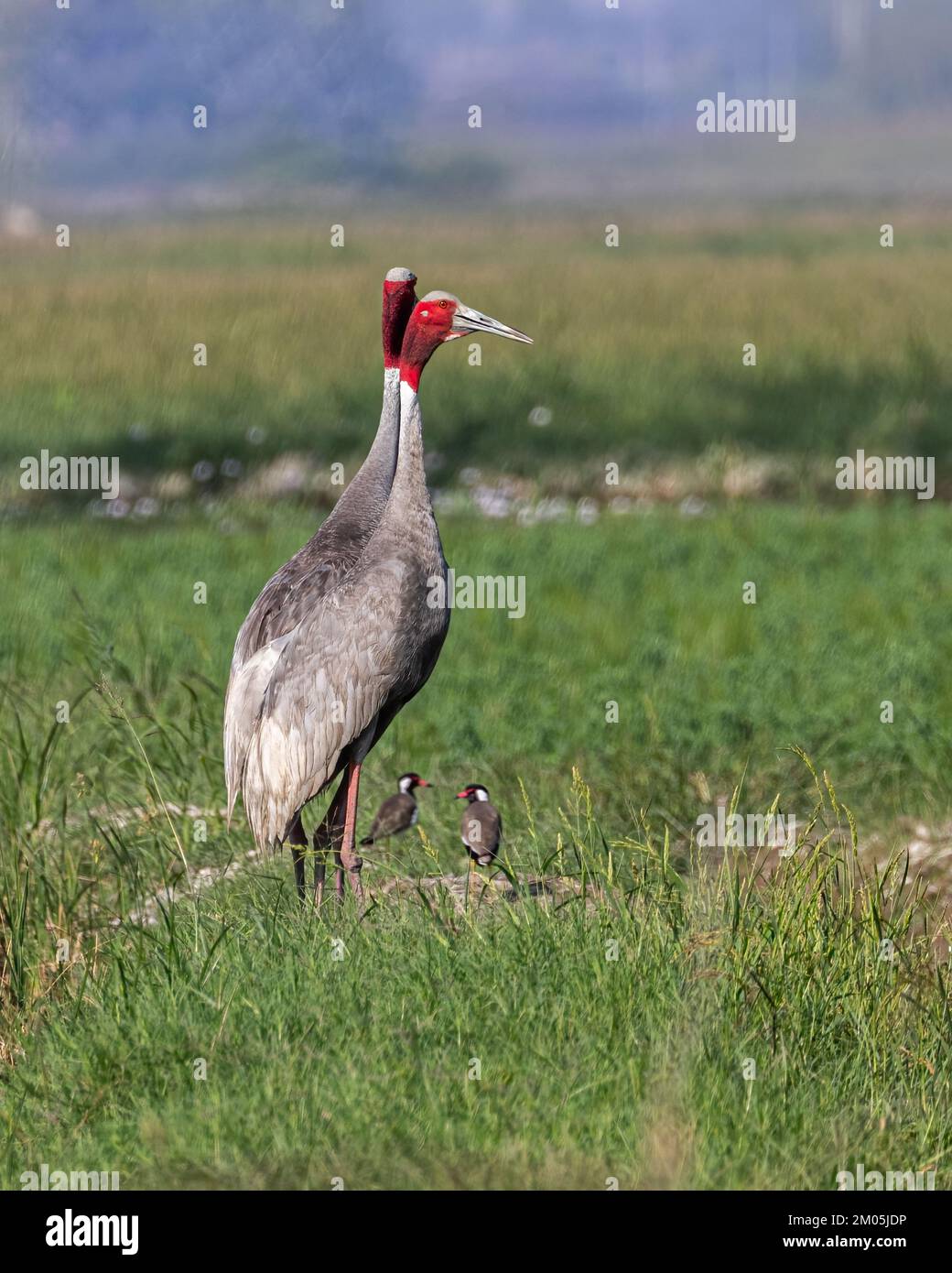 Paddy painting hi-res stock photography and images - Alamy