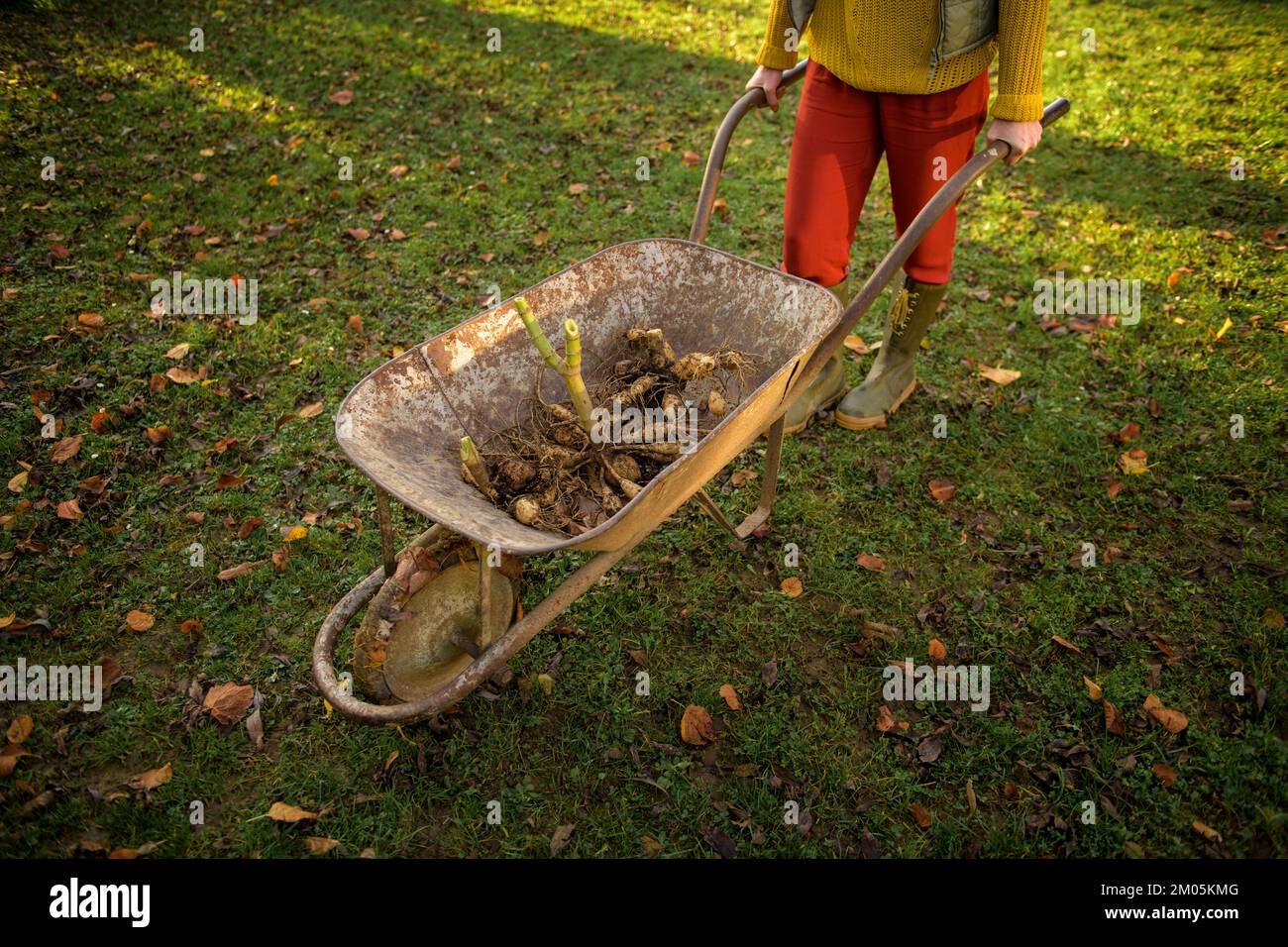 Woman pushing a wheelbarrow with freshly lifted dahlia tubers ready to ...