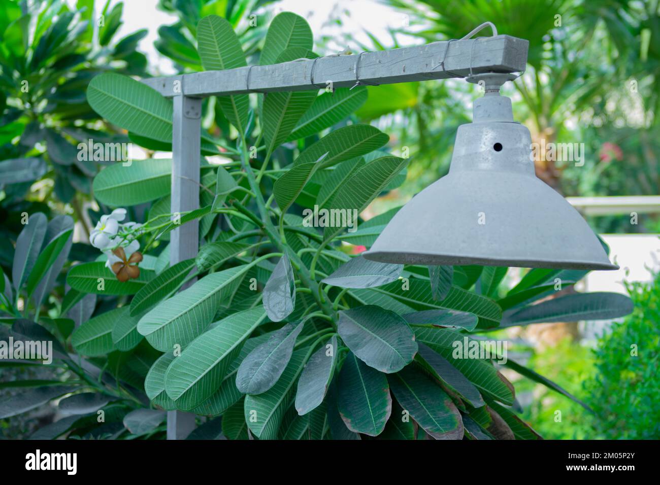 Lamp light Decor for trees Stock Photo - Alamy
