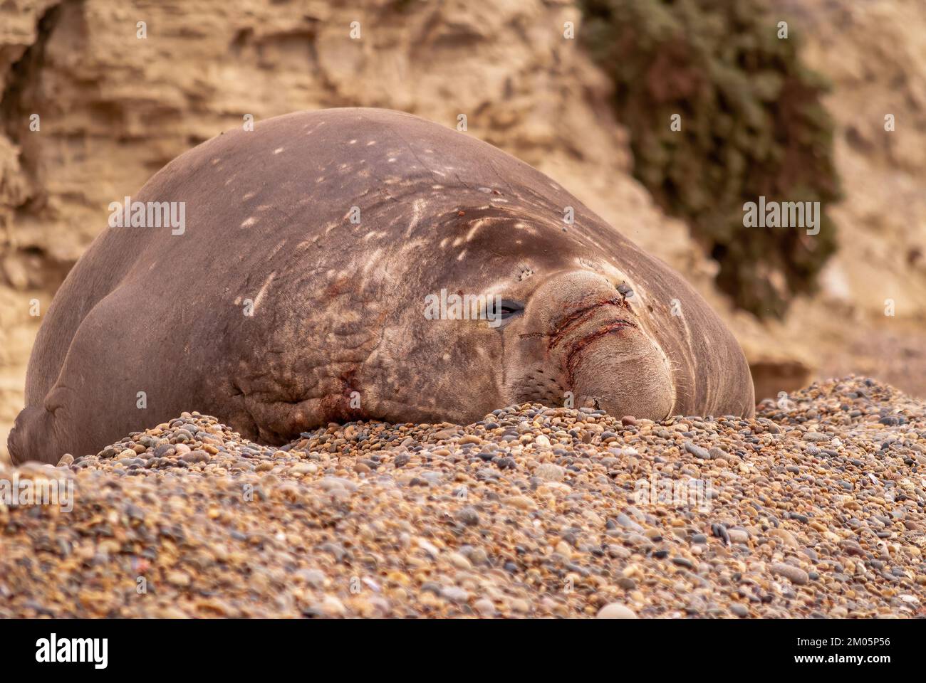 Sea elephant hi-res stock photography and images - Alamy