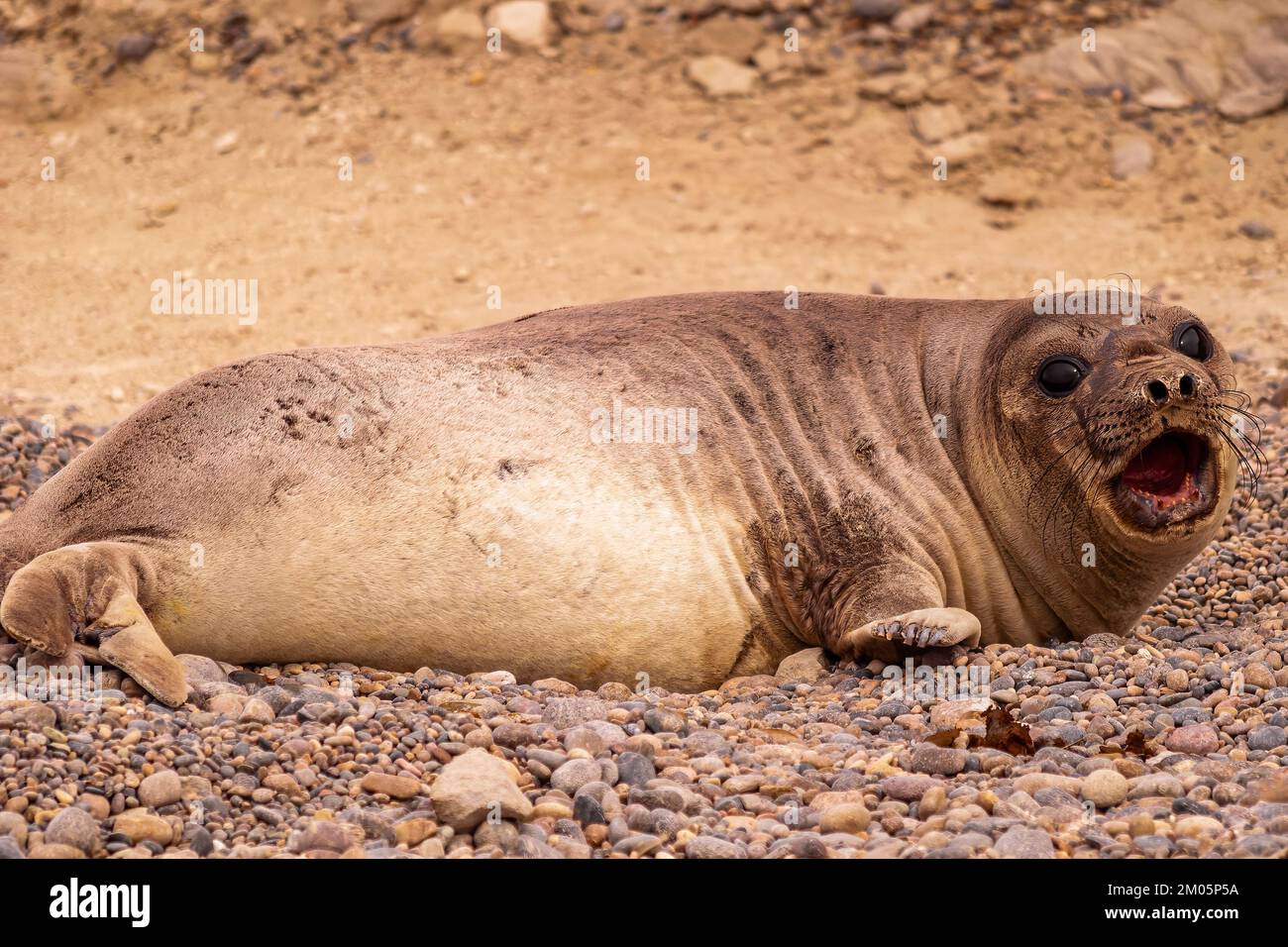 Sea elephant hi-res stock photography and images - Alamy