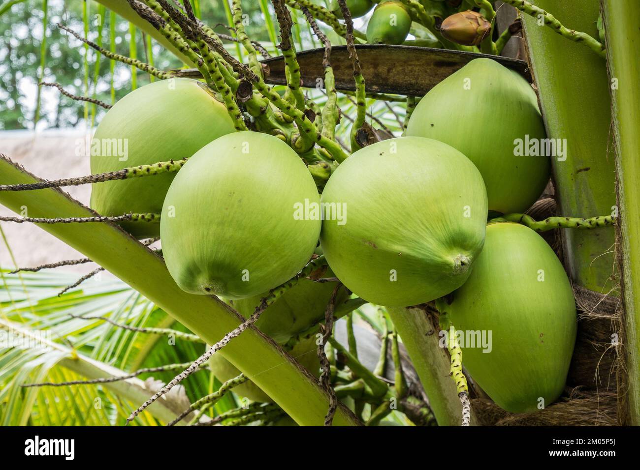 Fresh Coconut cluster on coconut tree Stock Photo - Alamy