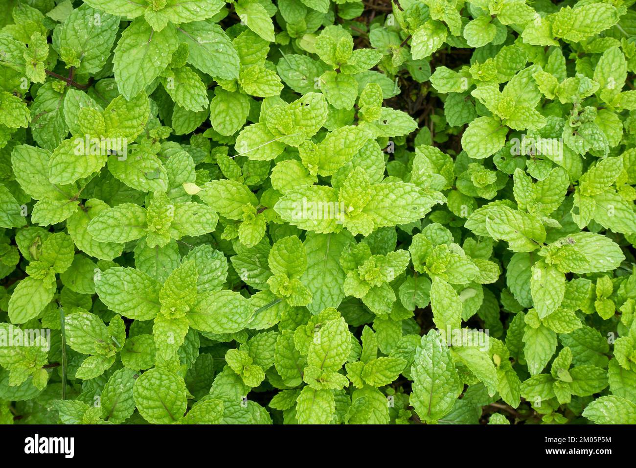 close up mint leaves plant grow in organic vegetable garden Stock Photo ...