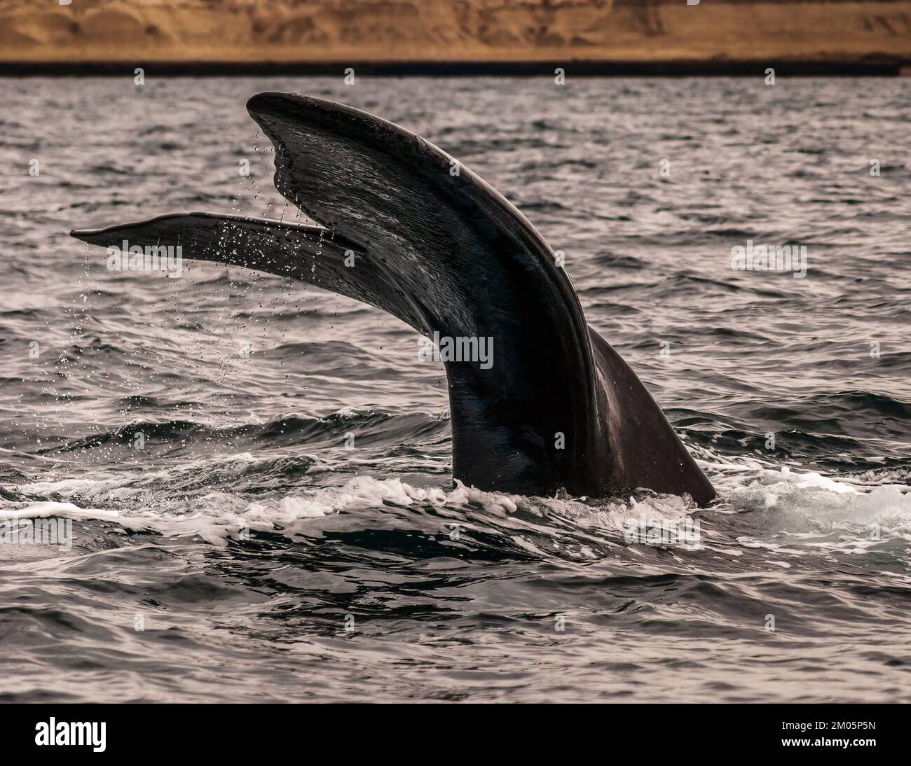 Austral Whale tail at Valdes Peninsula, Argentina Stock Photo - Alamy