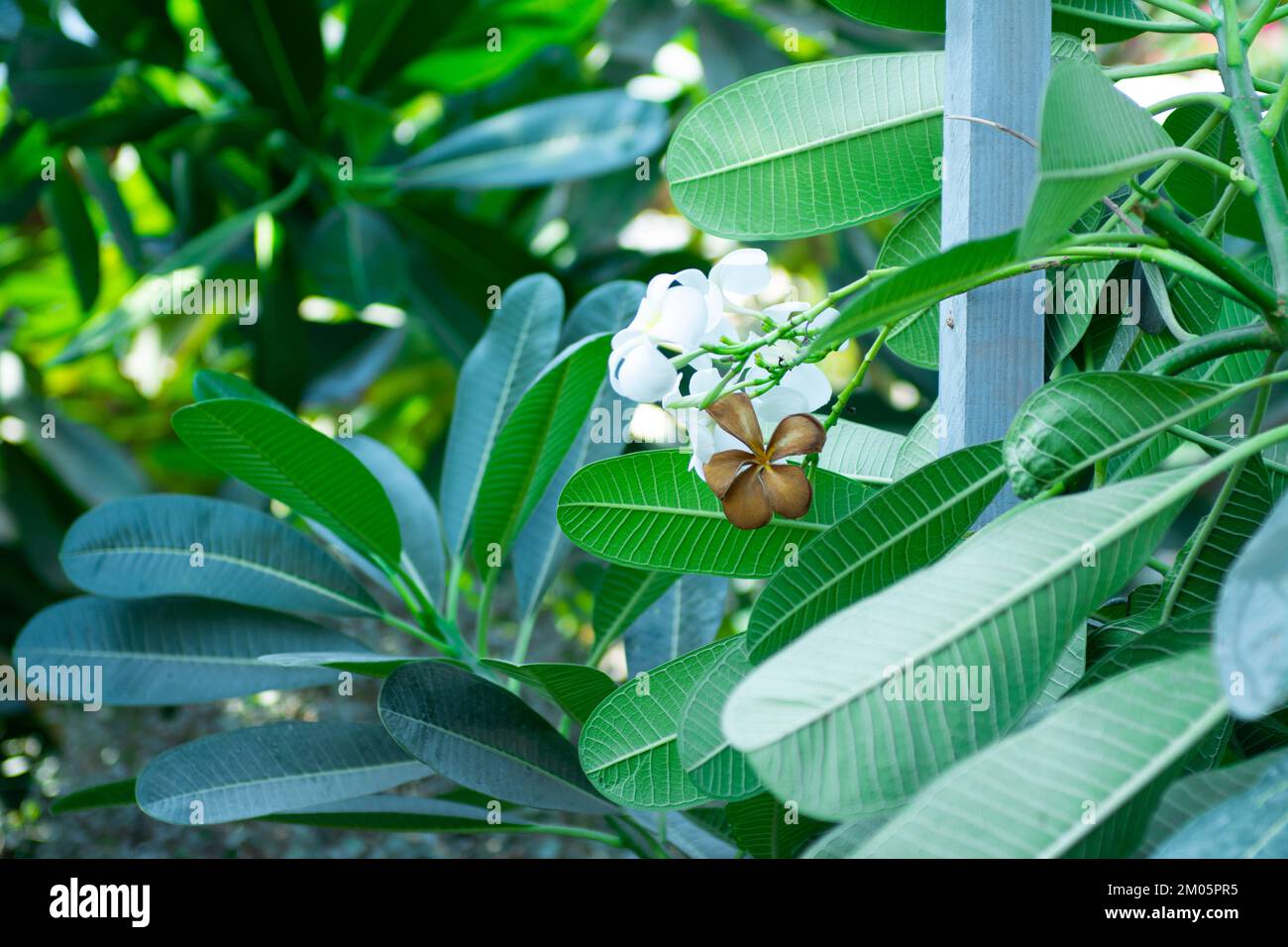 Dead frangipani flower hi-res stock photography and images - Alamy