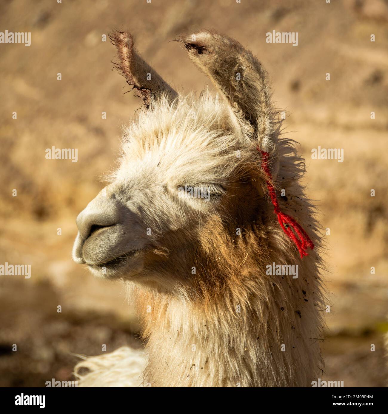 White llama hi-res stock photography and images - Alamy