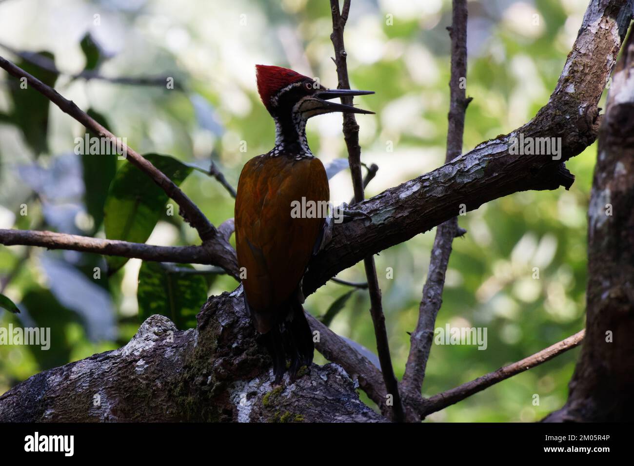 Black rumped flame hi-res stock photography and images - Alamy