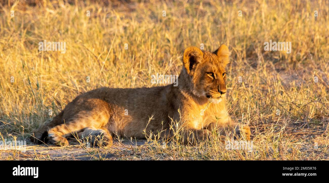 Lion cub in sunlight hi-res stock photography and images - Alamy