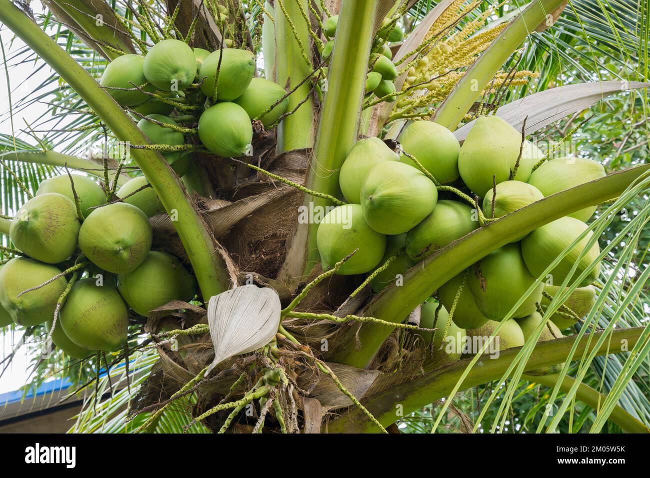 Fresh Coconut cluster on coconut tree Stock Photo - Alamy