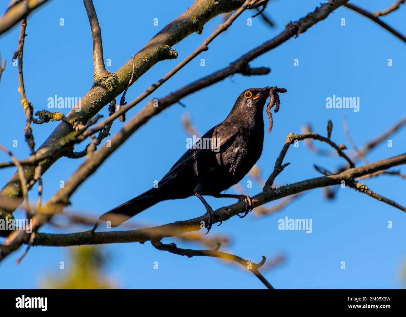 Black thrush hi-res stock photography and images - Alamy
