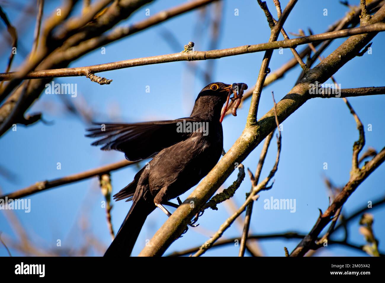 black thrush in spring. a black thrush has an earthworm in its mouth ...