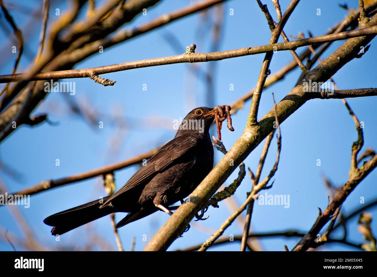 black thrush in spring. a black thrush has an earthworm in its mouth ...
