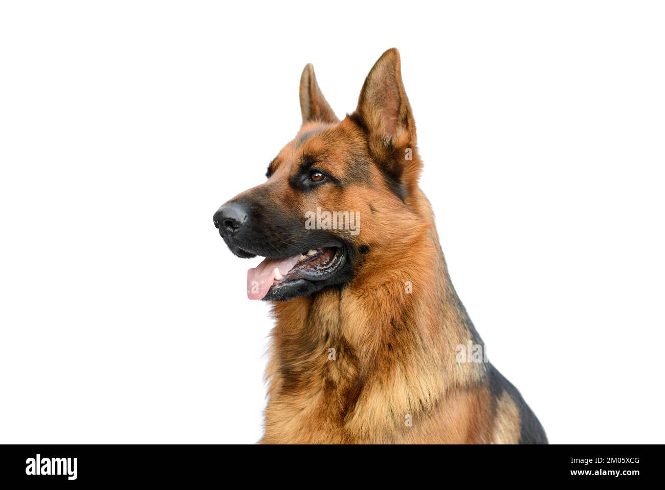 German shepherd guide dog hi-res stock photography and images - Alamy
