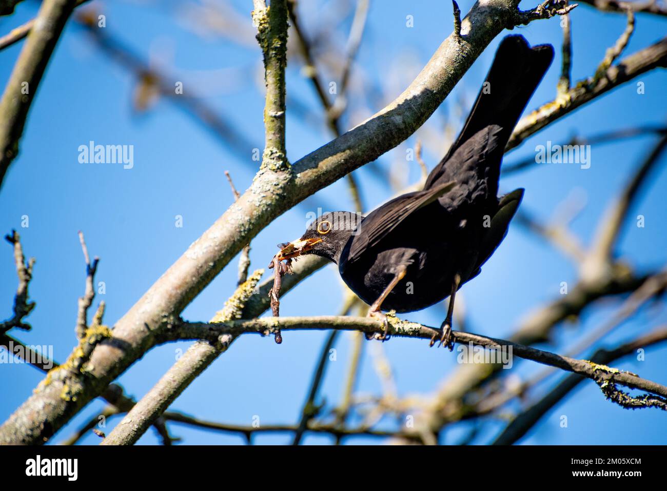 black thrush in spring. a black thrush has an earthworm in its mouth ...