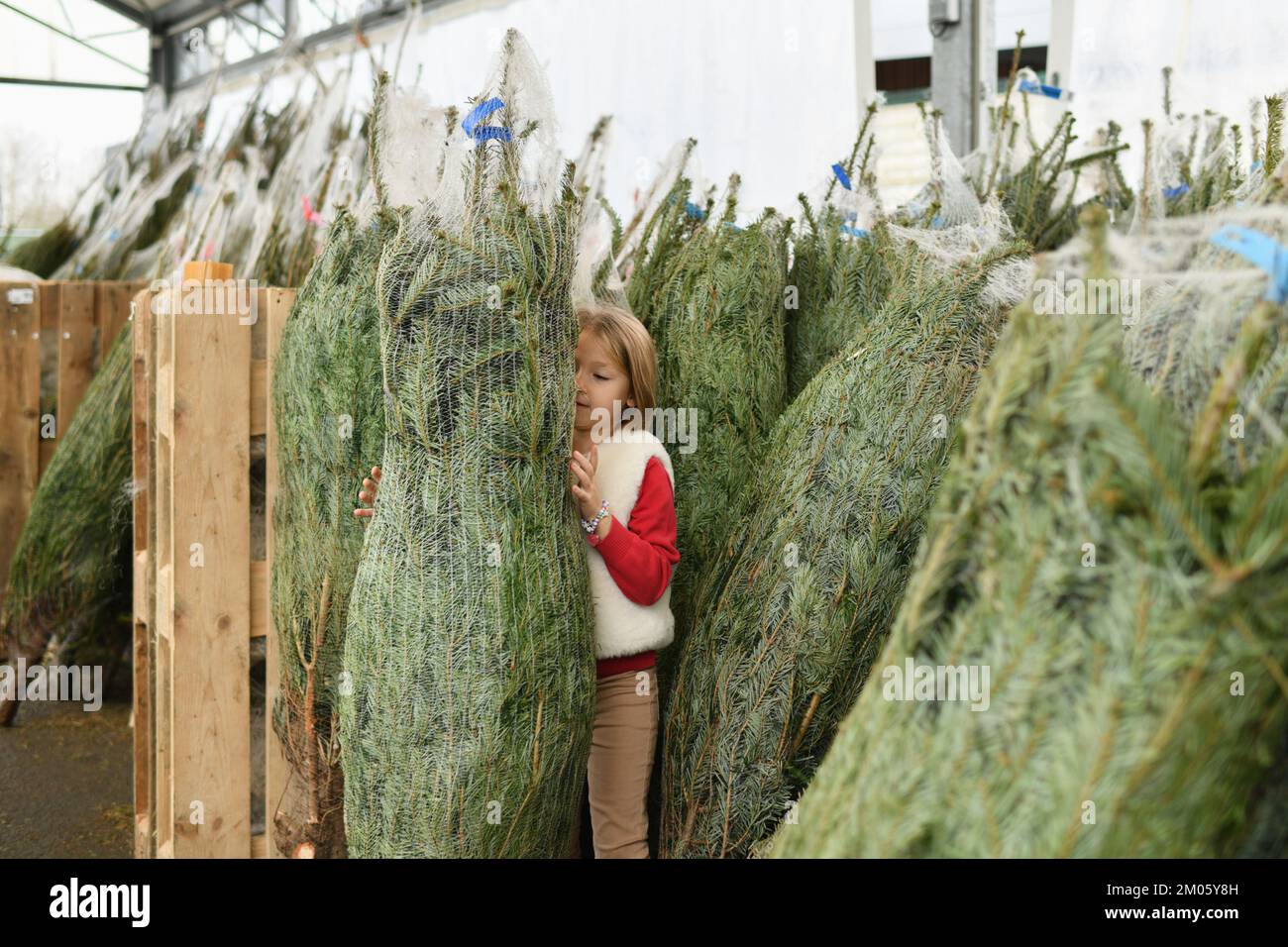 A girl buying a Christmas norman tree in a shop Stock Photo - Alamy