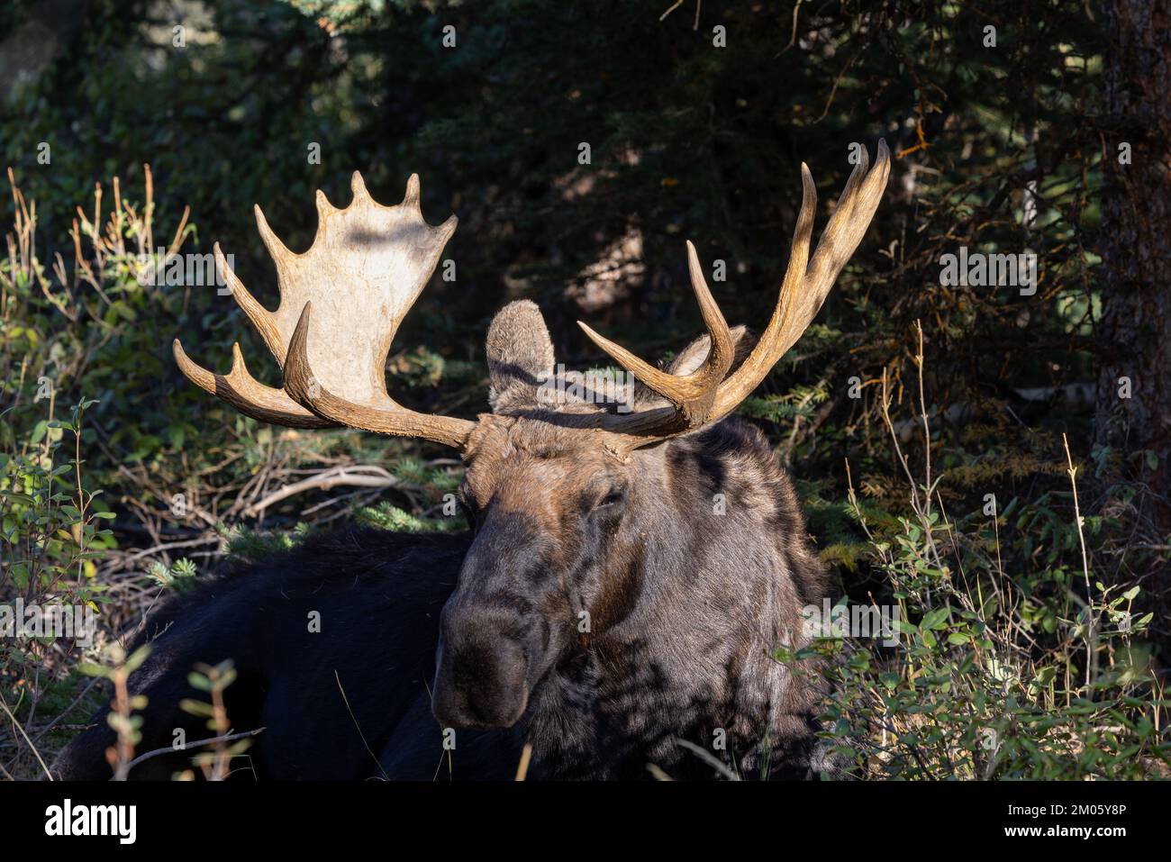 Bull Moose in Wyoming in Autumn Stock Photo - Alamy