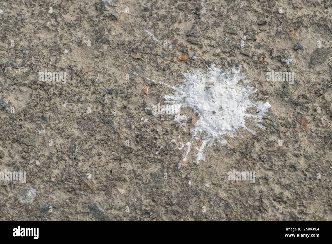 Abstract splash of a thick white paint / whitewash or animal poo[?] on ...