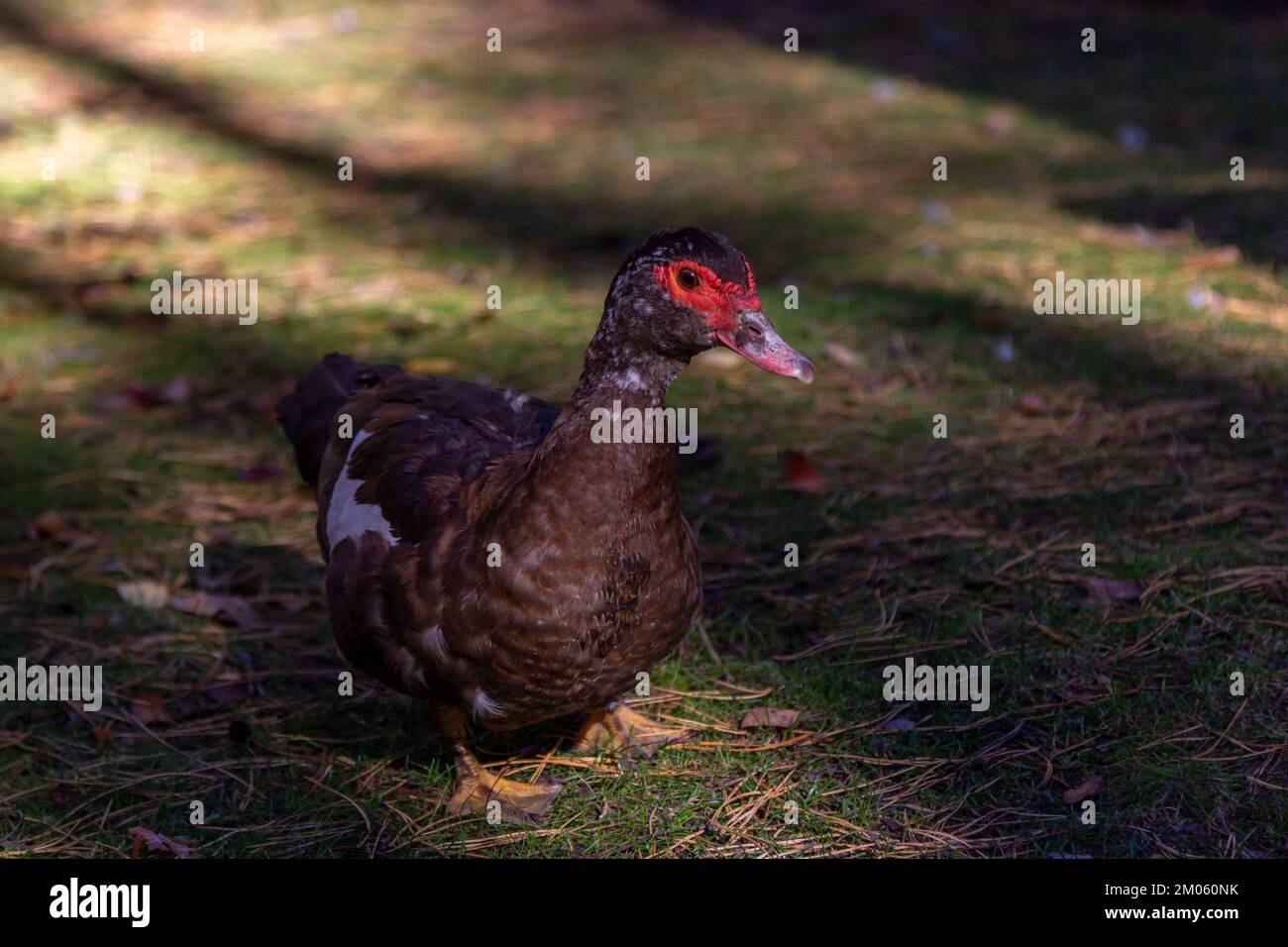 Close up wild Muscovy duck with brown feather and red beak walking on ...