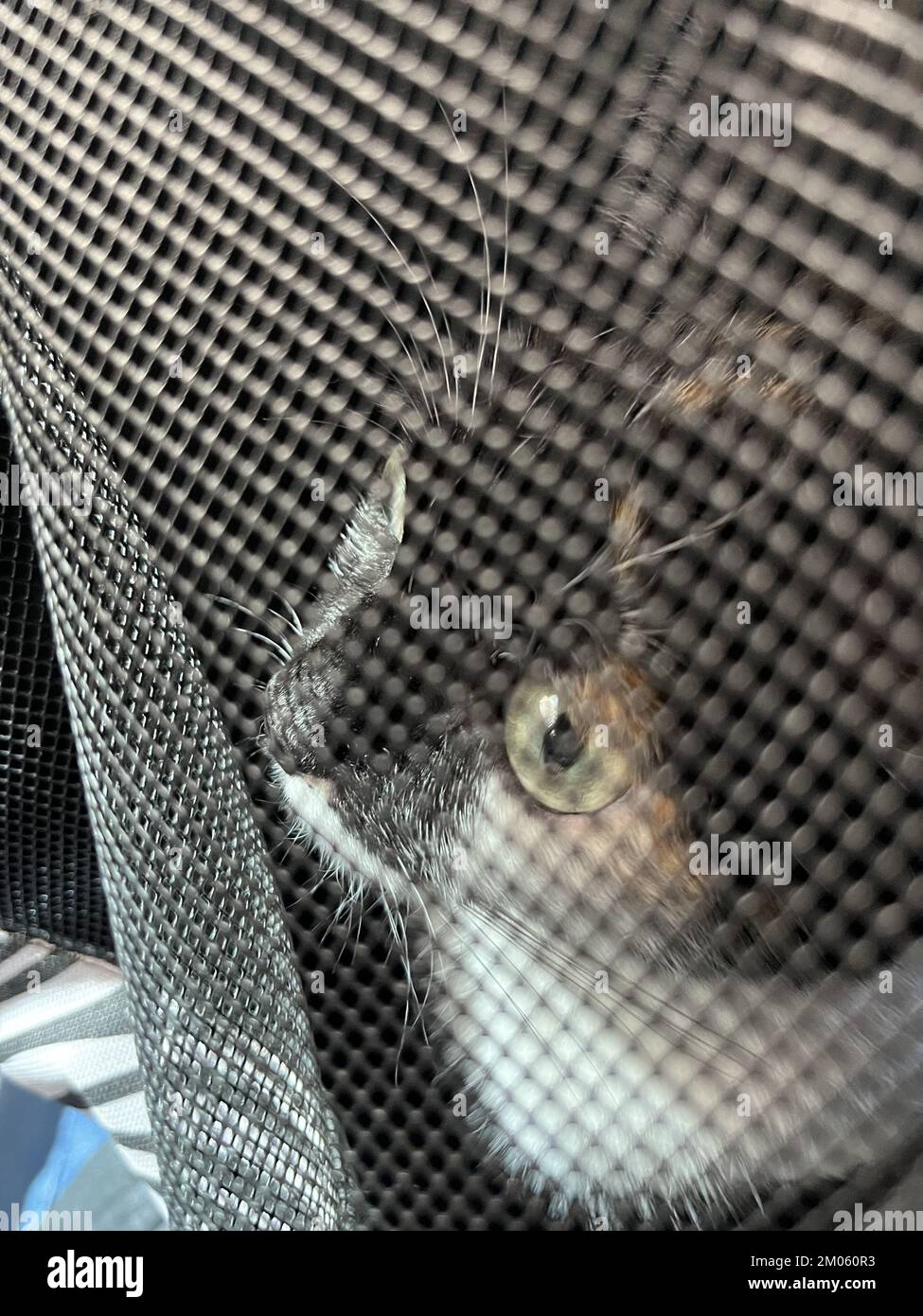 The cat sits in a carrier for animals .Transportation of animals Stock ...