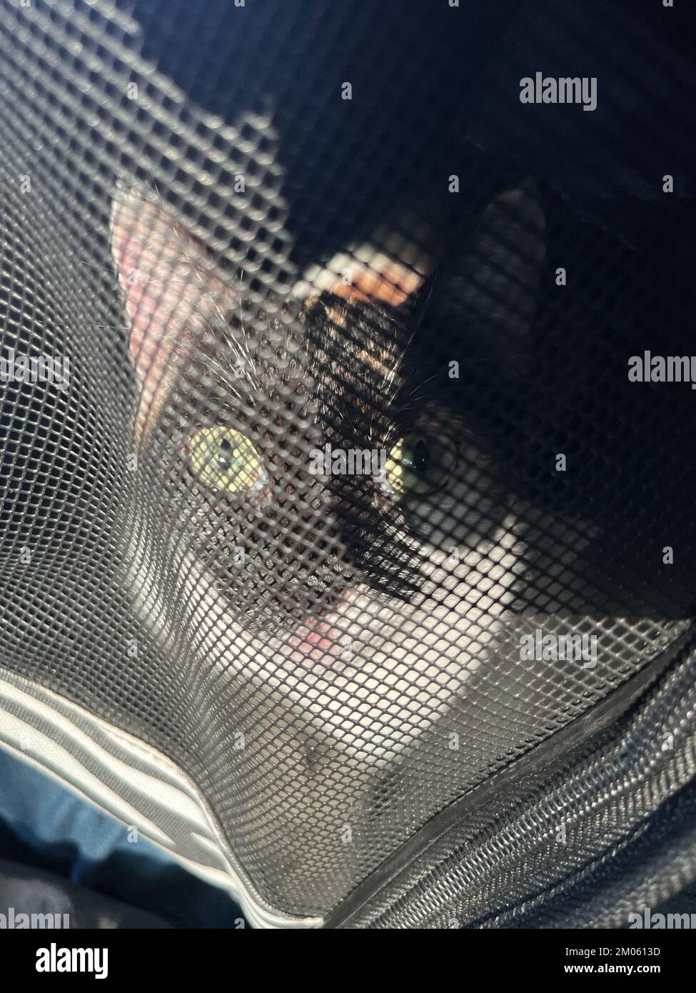 The cat sits in a carrier for animals .Transportation of animals Stock ...