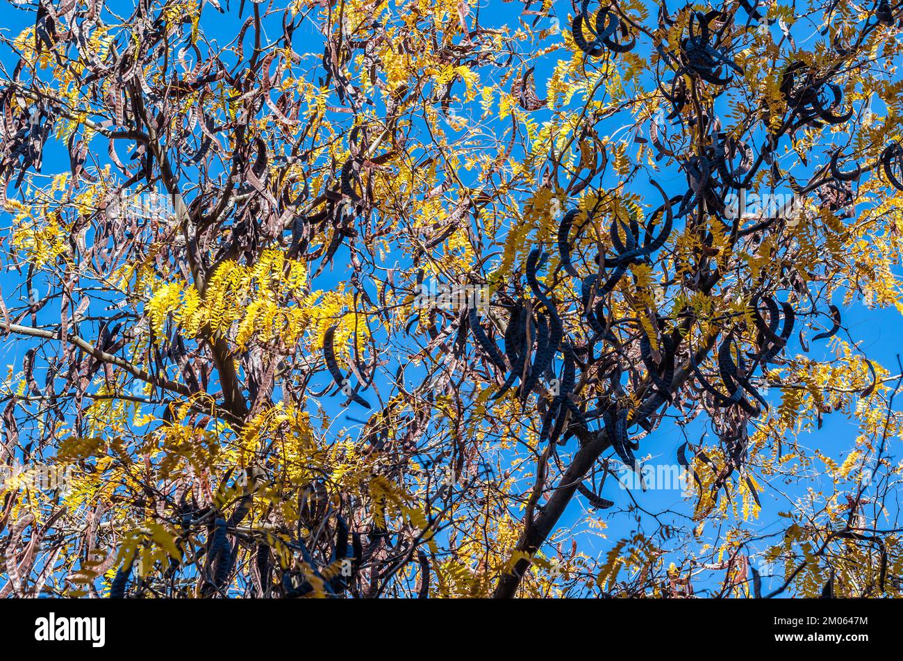 Autumn beautiful natural colors background Stock Photo - Alamy