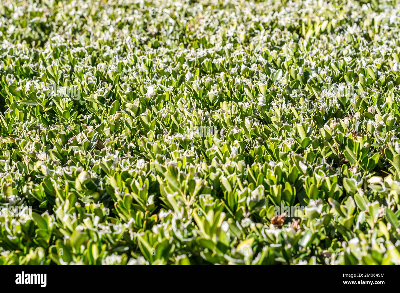Fresh branches and stems after pruning a bush Stock Photo - Alamy
