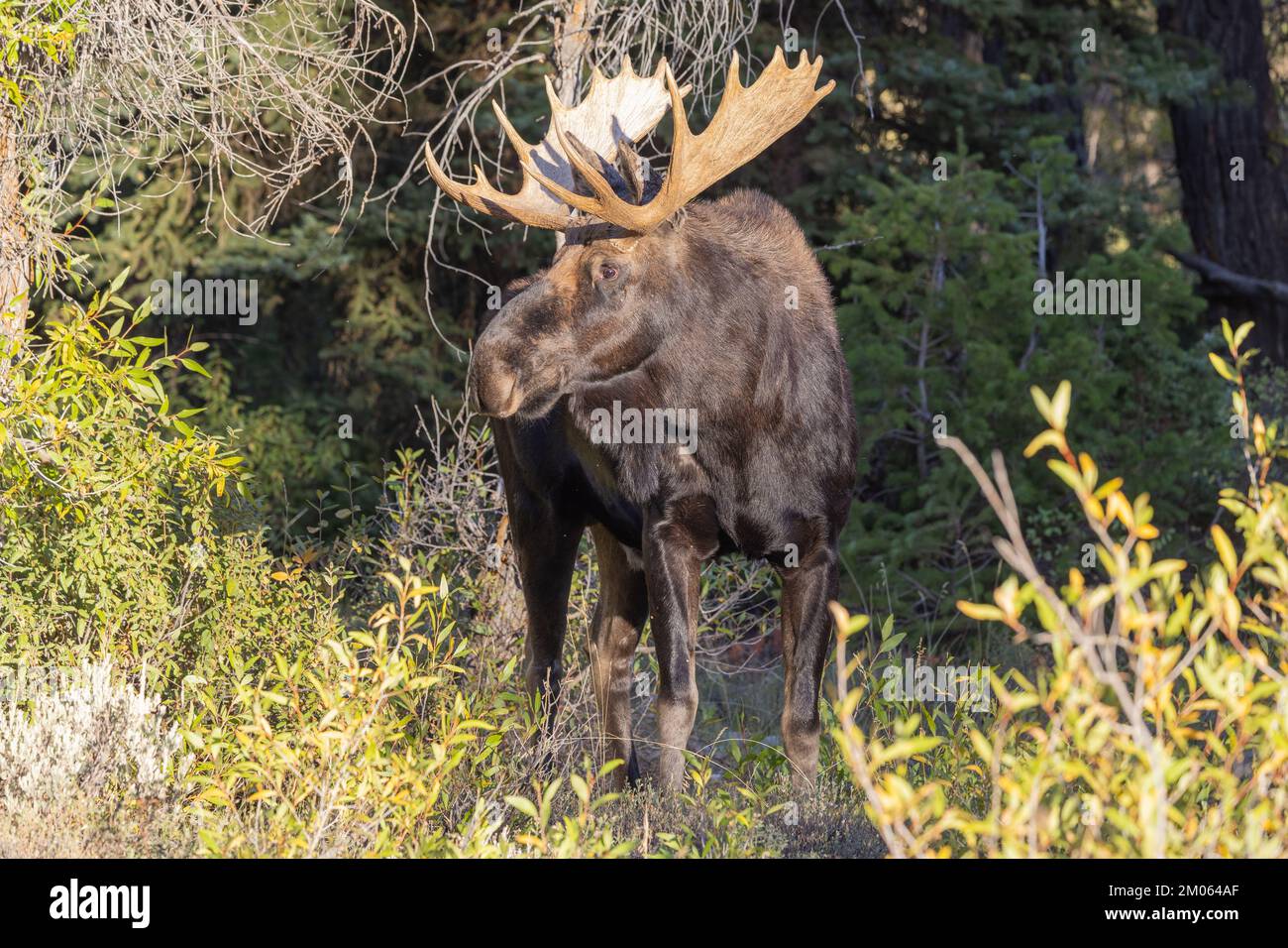 Bull Moose in Wyoming in Autumn Stock Photo - Alamy