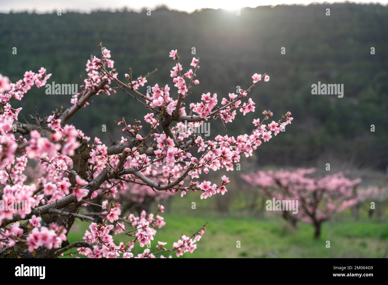 Pink flowers, Blooming peach tree in spring. Green grass and mountain ...