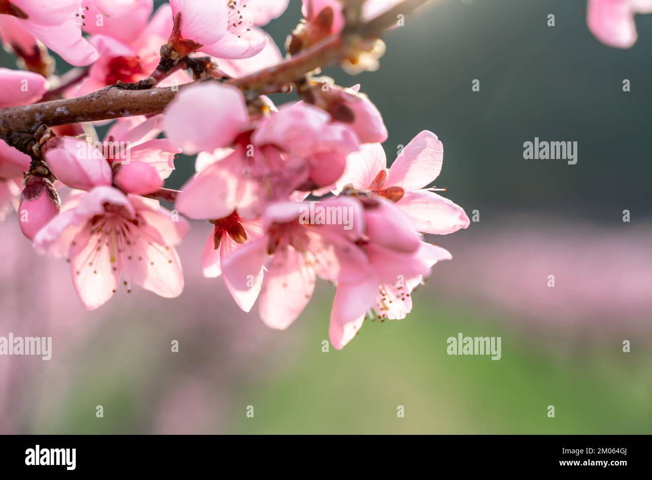 Pink flowers Blooming peach tree in spring. green grass as background ... Pink flowers Blooming peach tree in spring. green grass as background ...