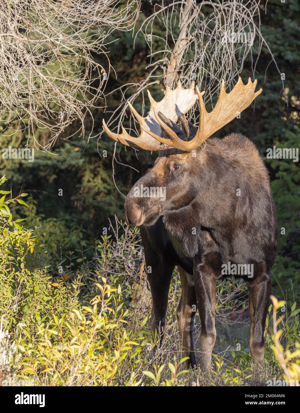 Bull Moose in Wyoming in Autumn Stock Photo - Alamy