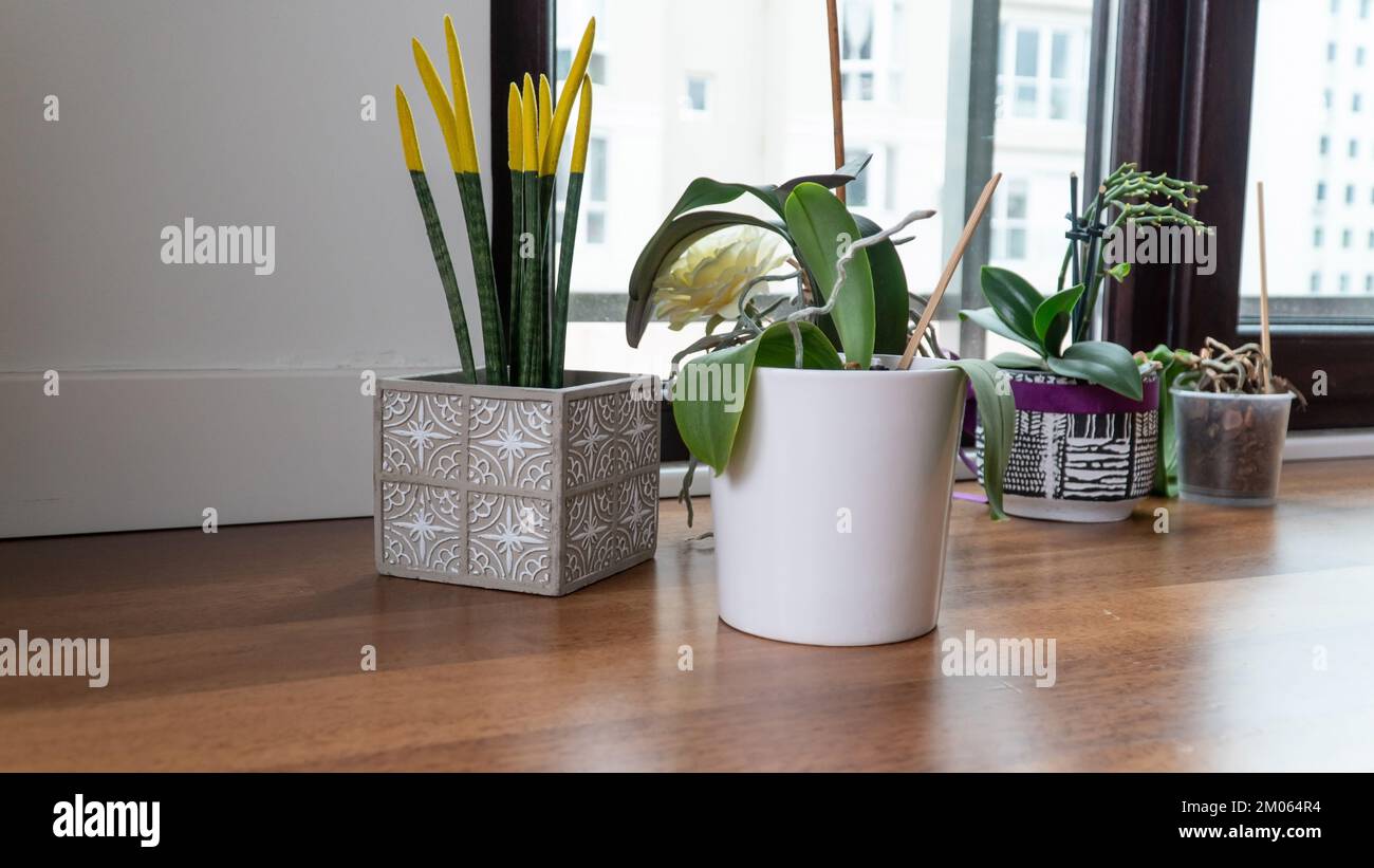 Home plants in living room. Decorative house plants in different pots ...