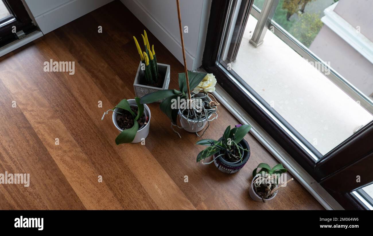 Home plants in living room. Decorative house plants in different pots ...