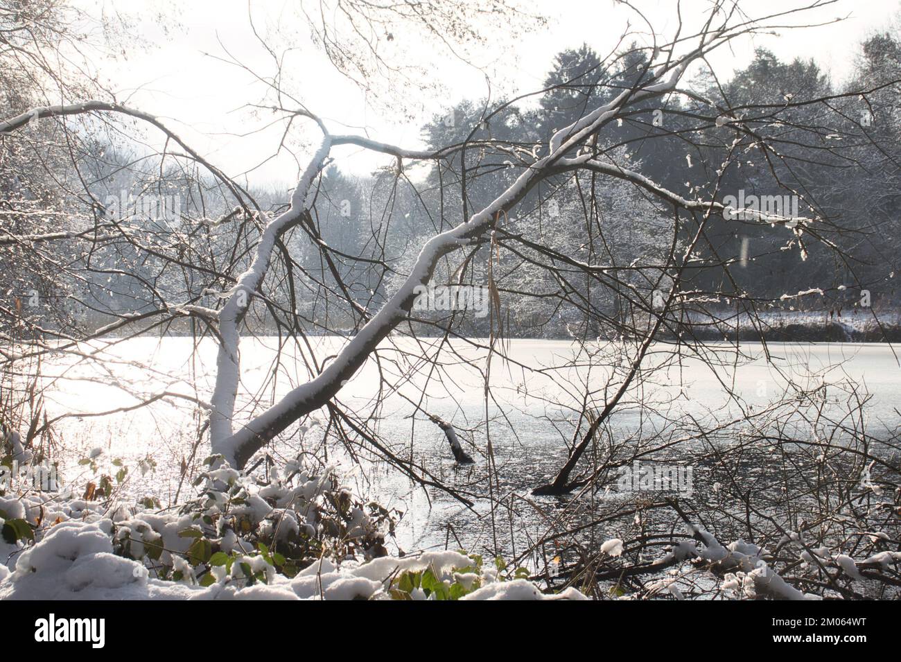 Snow on branches of tree growing over a pond on a winter day in Germany ...