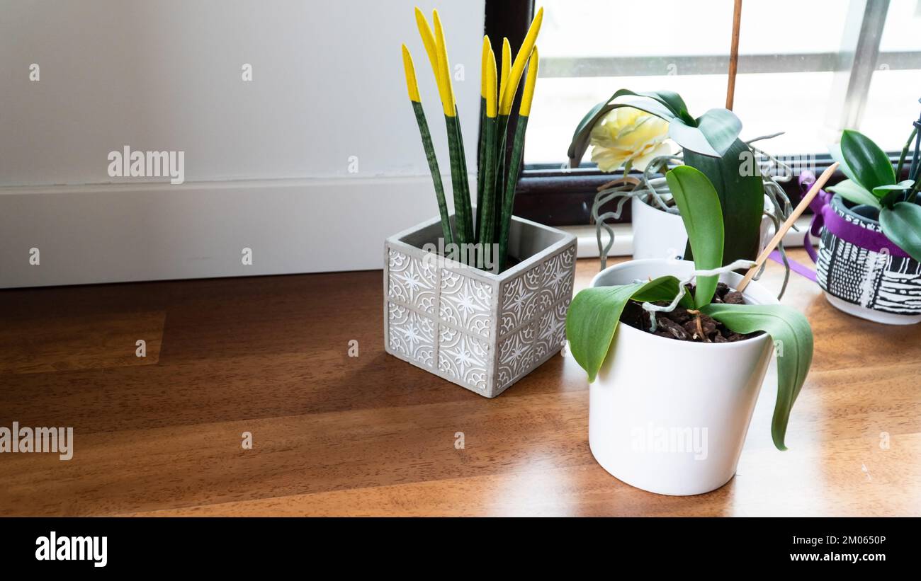 Home plants in living room. Decorative house plants in different pots ...