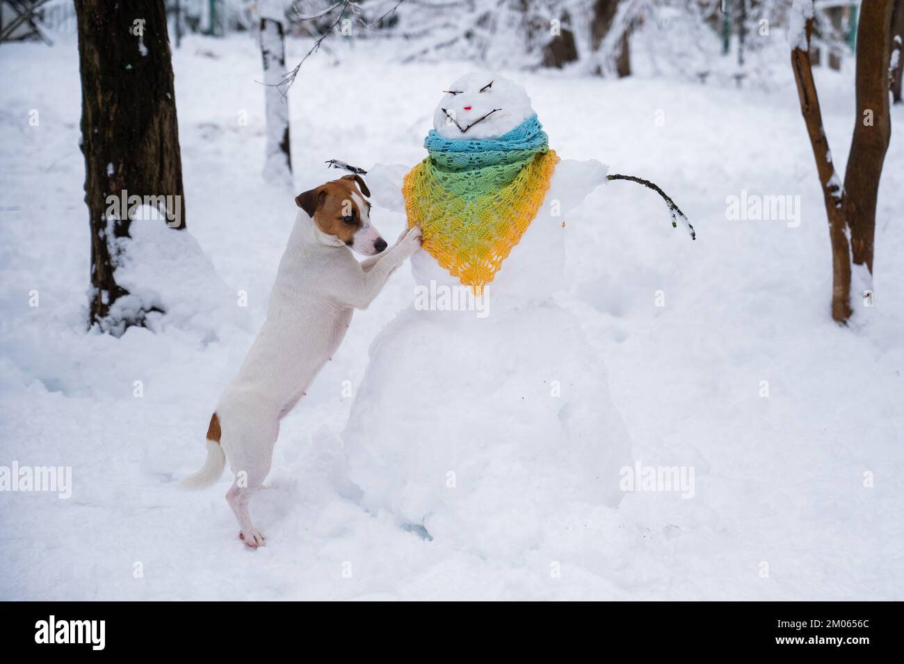 Dog jack russell terrier walks on the street in winter. Snowman in a ...