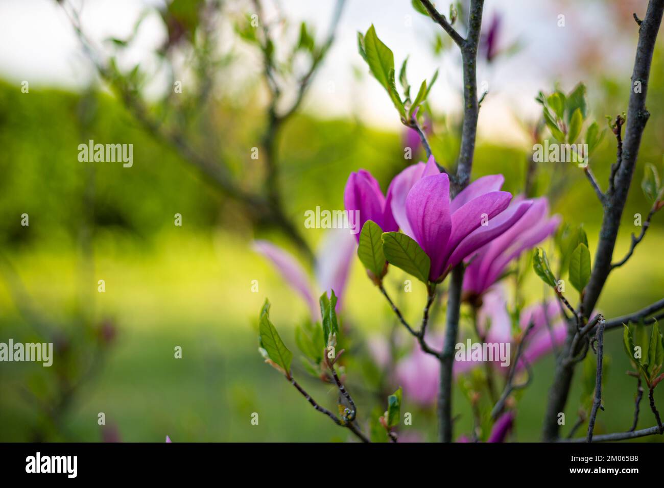 Magnolia flowers close up of bush outdoor spring landscape Stock Photo ...