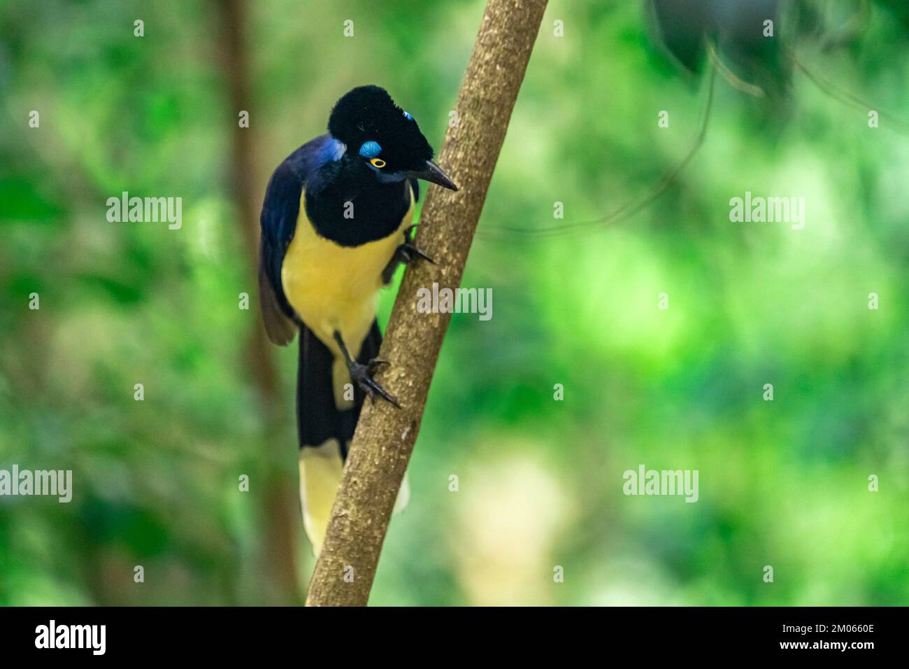 Cyanocorax on a tree in the jungle Stock Photo - Alamy
