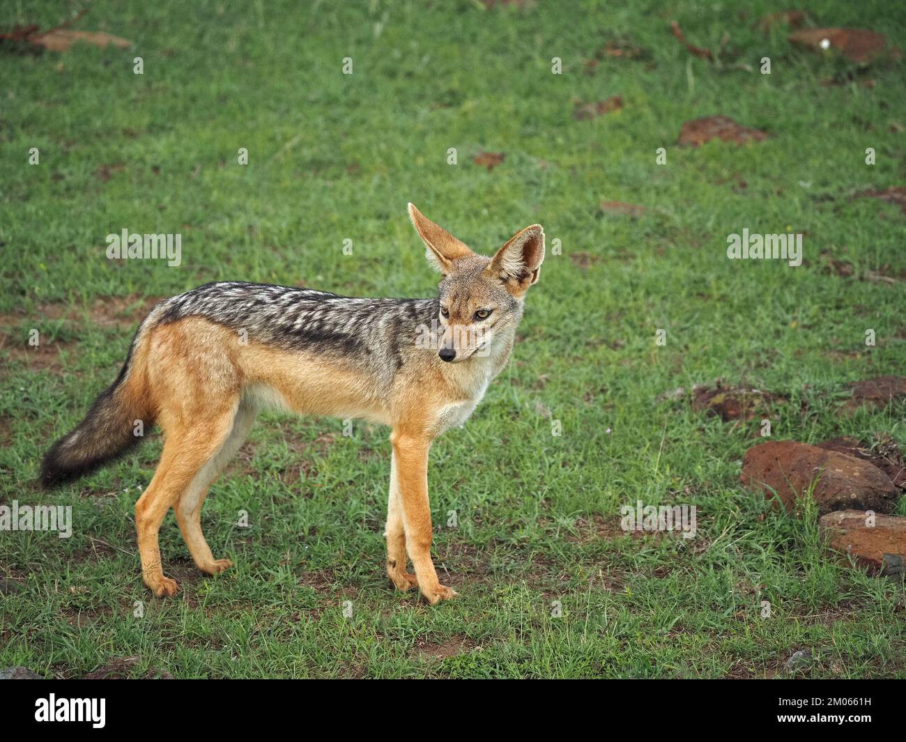 single Black-backed Jackal (Lupulella mesomelas) standing in profile on ...