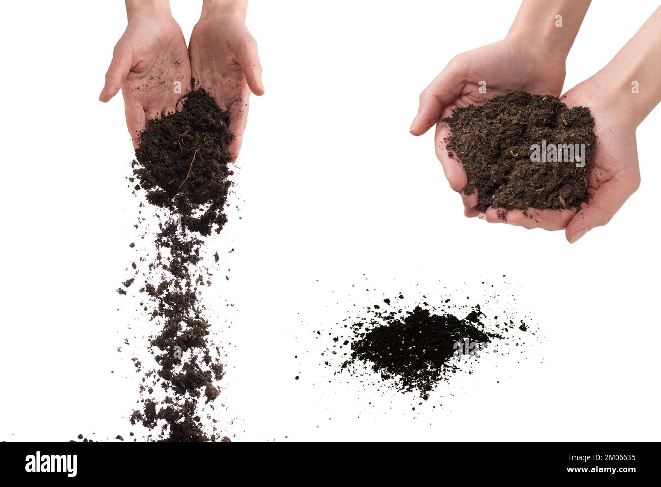 Brown soil in woman hands isolated on white background. The soil falls ...