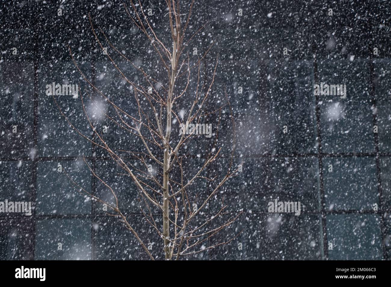 snowfall in the city center and a tree in the snow, winter storm Stock ...