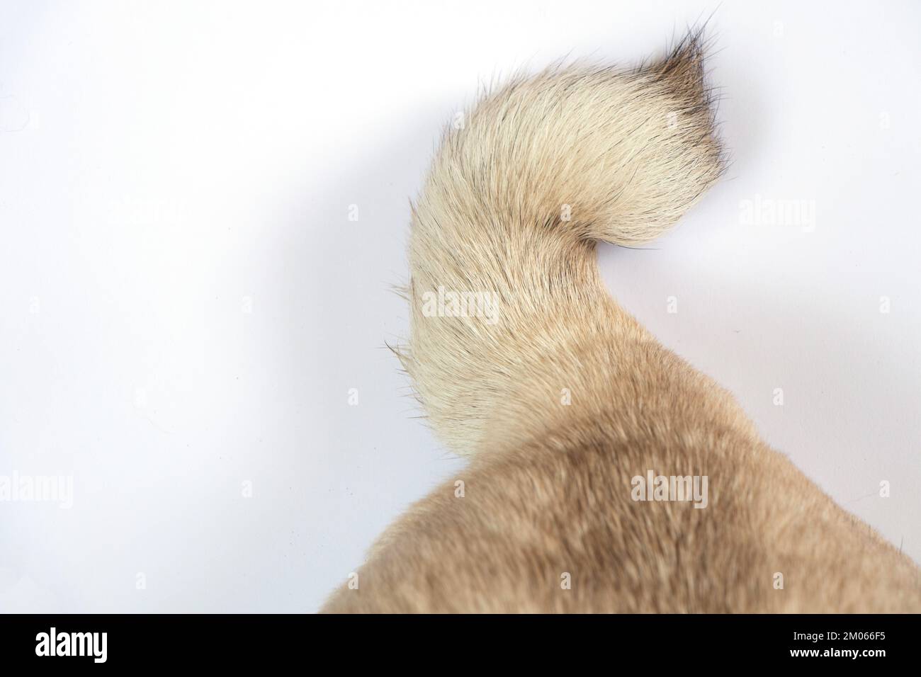 pug dog tail on white background close-up Stock Photo - Alamy