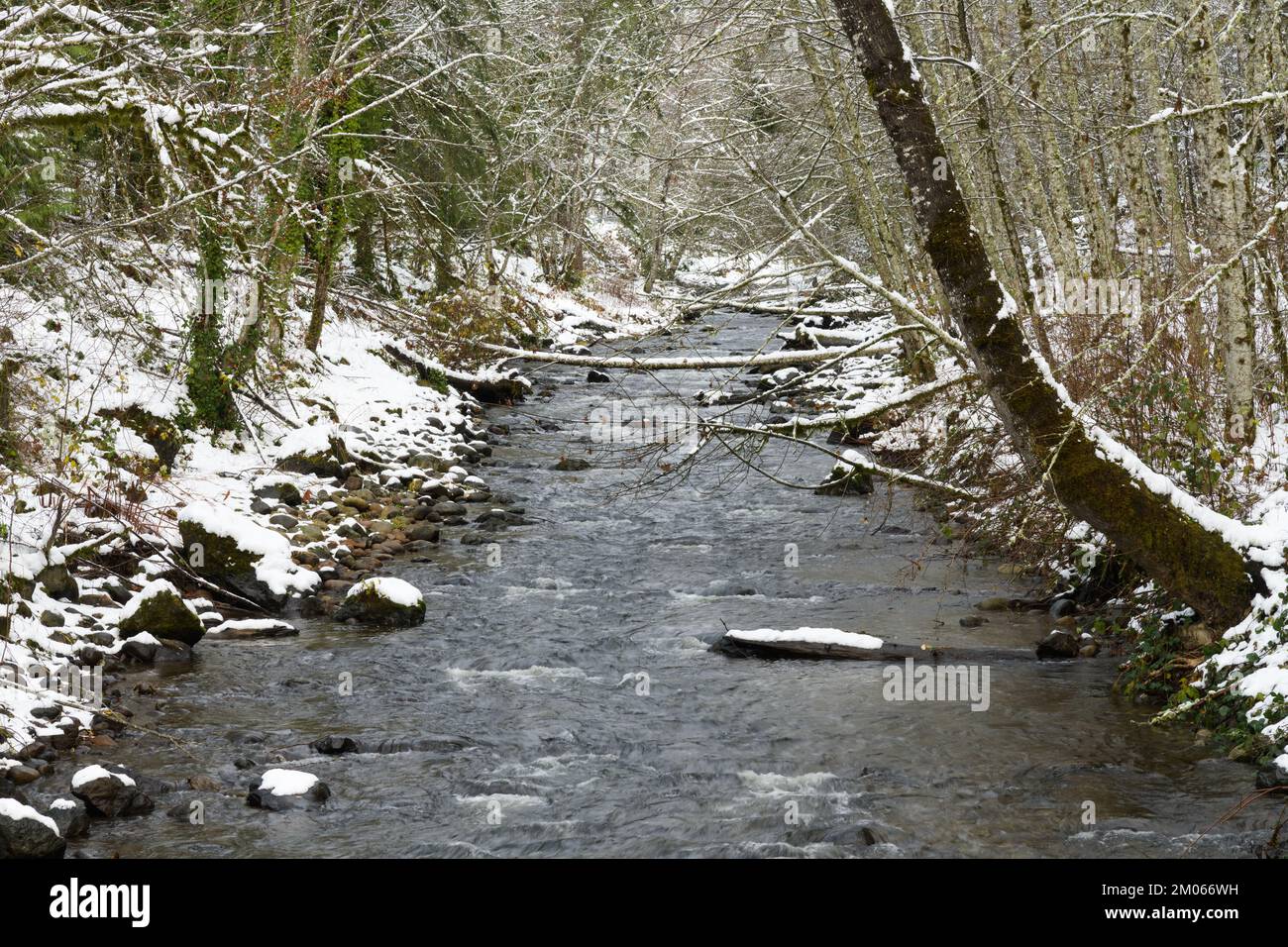 Fresh snow on fallen trees hi-res stock photography and images - Alamy