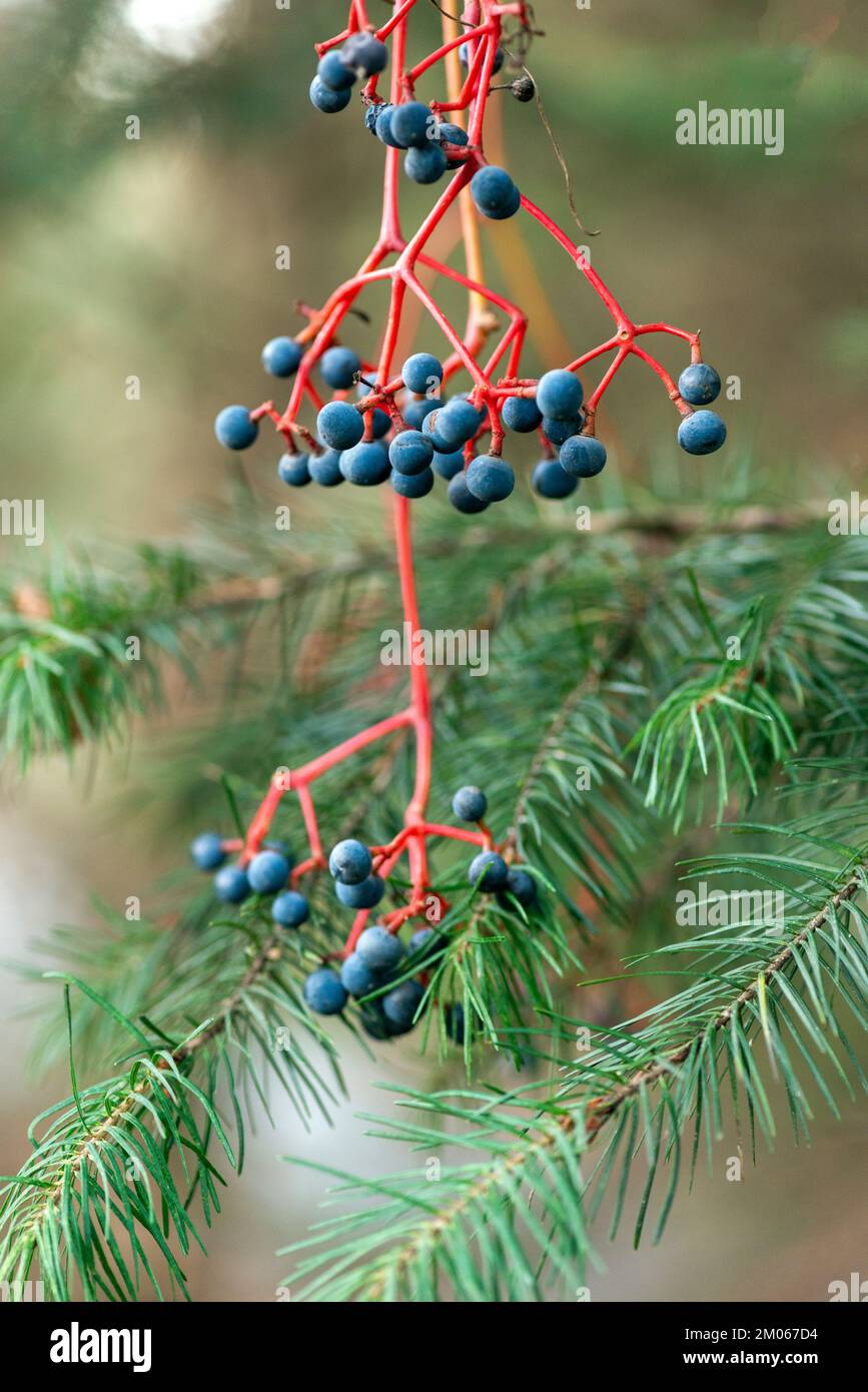 Ripe bunches of red grapes on the vine in the forest against the ...